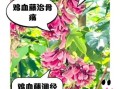 鸡血藤泡水喝的功效_鸡血藤泡水适合什么人喝