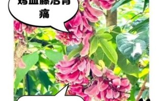 鸡血藤泡水喝的功效_鸡血藤泡水适合什么人喝