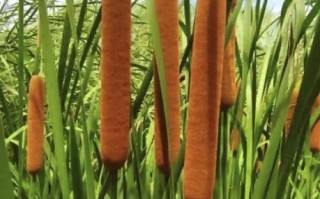 香蒲怎么吃_香蒲的药用价值