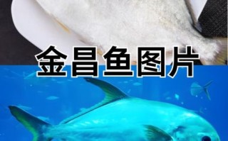 金昌鱼刺多吗_适合宝宝吃吗
