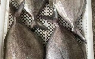 黑鲳鱼多少钱一斤_黑鲳鱼怎么做好吃