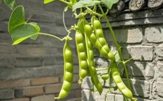 芸豆是不是四季豆_芸豆和四季豆的区别