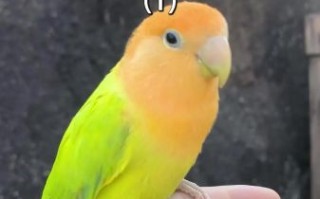 鹦鹉怎么训练说话_鹦鹉能活多久