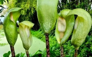 魔芋花长什么样_魔芋花有毒吗