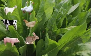 苜蓿草可以喂哪些动物_苜蓿草怎么喂效果最好