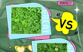 苜蓿和三叶草的区别_如何一眼区分这两种常见牧草