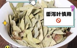 番泻叶什么时候喝_番泻叶空腹还是饭后