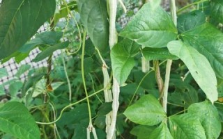 吃长豆角有什么好处_长豆角的营养价值