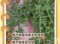 鹅不食草治疗鼻炎怎么用_鹅不食草治鼻炎的用法用量
