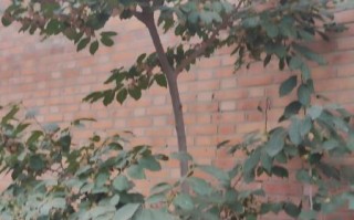 黑枣树图片_黑枣树长什么样