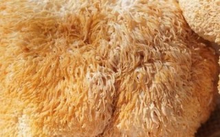 养胃的干货食品有哪些_胃不好吃什么干货最养