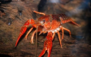 喇蛄和小龙虾的区别_哪个更好吃