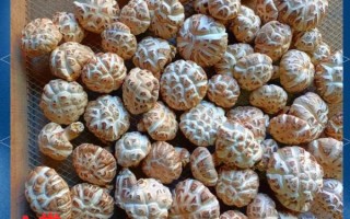 香菇图片大全大图_如何挑选优质香菇