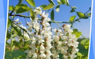 槐花树什么时候开花_槐花树花期多久