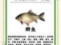 鲫鱼读音怎么读_鲫鱼发音技巧