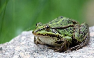 金线蛙有毒吗_金线蛙能当宠物养吗