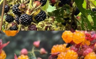 野生树莓的功效与作用_野生树莓怎么吃最好