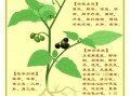 龙葵的功效与作用_龙葵怎么吃