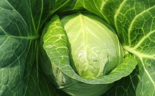 蔬菜配送公司需要什么条件_如何办理蔬菜配送资质