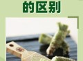 芥末是什么植物做的_芥末原料和辣根区别
