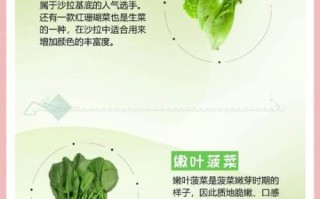 沙拉常用蔬菜有哪些_如何挑选更新鲜