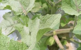 灯笼果多少钱一斤_灯笼果价格行情