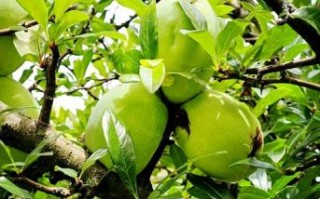 中药木瓜树图片_木瓜树果实功效