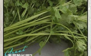 香菜吃多了有什么坏处_香菜过量副作用