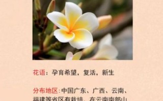 鸡蛋花在佛教中的寓意_鸡蛋花象征什么