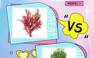 麒麟菜和龙须菜的区别_哪个更好吃