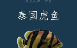 泰国虎鱼图片_泰国虎鱼怎么养