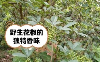 野花椒的功效与作用_野花椒和花椒的区别