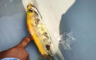 黄金桂鱼和桂鱼区别_哪个更好吃