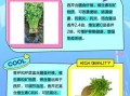 香芹和西芹的区别是什么_香芹和西芹哪个更营养