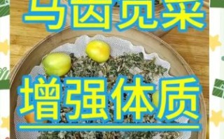 马齿苋蒸菜怎么做_马齿苋蒸菜需要焯水吗
