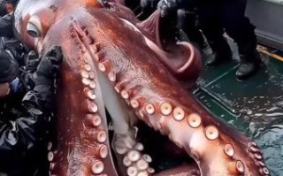 章鱼视频深海_章鱼如何在深海生存