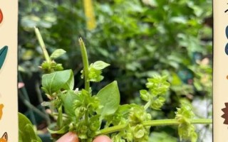 罗勒怎么种_罗勒多久能发芽