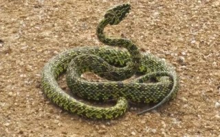 烙铁头蛇图片_有毒吗