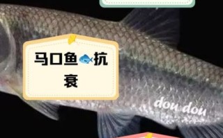 马口鱼的营养价值_马口鱼的功效与作用