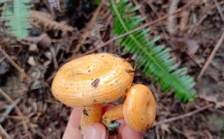 雁鹅菌是什么_雁鹅菌怎么吃最好