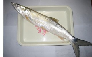 鳤鱼是什么鱼_鳤鱼多少钱一斤