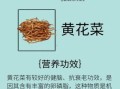 黄花菜什么人不能吃_禁忌人群有哪些