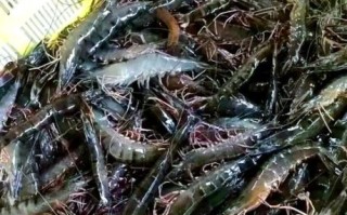 草虾和河虾的区别_哪个更好吃