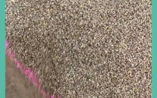 冰草怎么种_冰草种子价格