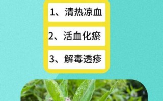 紫草的功效与作用及禁忌_紫草外用多久见效
