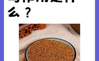 芥菜子的功效与作用_芥菜子怎么吃最好