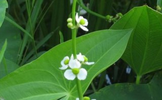 慈菇图片大全_慈菇长什么样