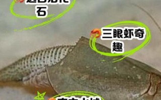 三眼恐龙虾怎么养_三眼恐龙虾寿命多长
