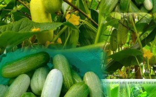 黄瓜有几种品种_常见黄瓜品种大全