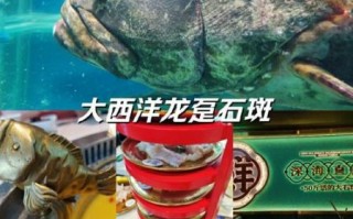 龙趸石斑鱼的营养价值_龙趸石斑鱼的功效与作用